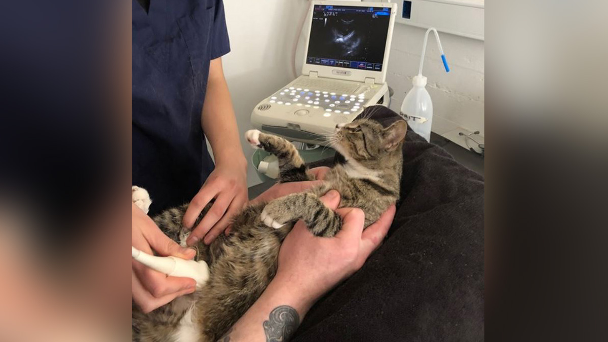 Gata gordita tiene viral reacción al enterarse por qué – Telemundo ...