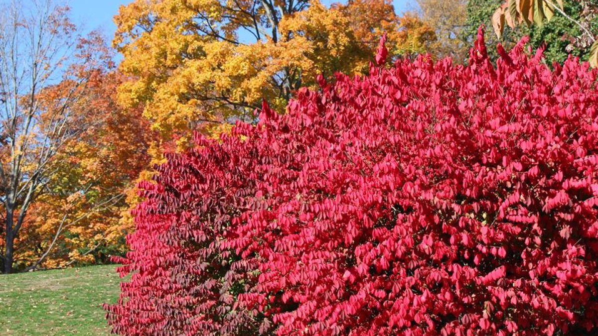 Follaje otoñal en Nueva Inglaterra: Mejores fechas – Telemundo Nueva ...