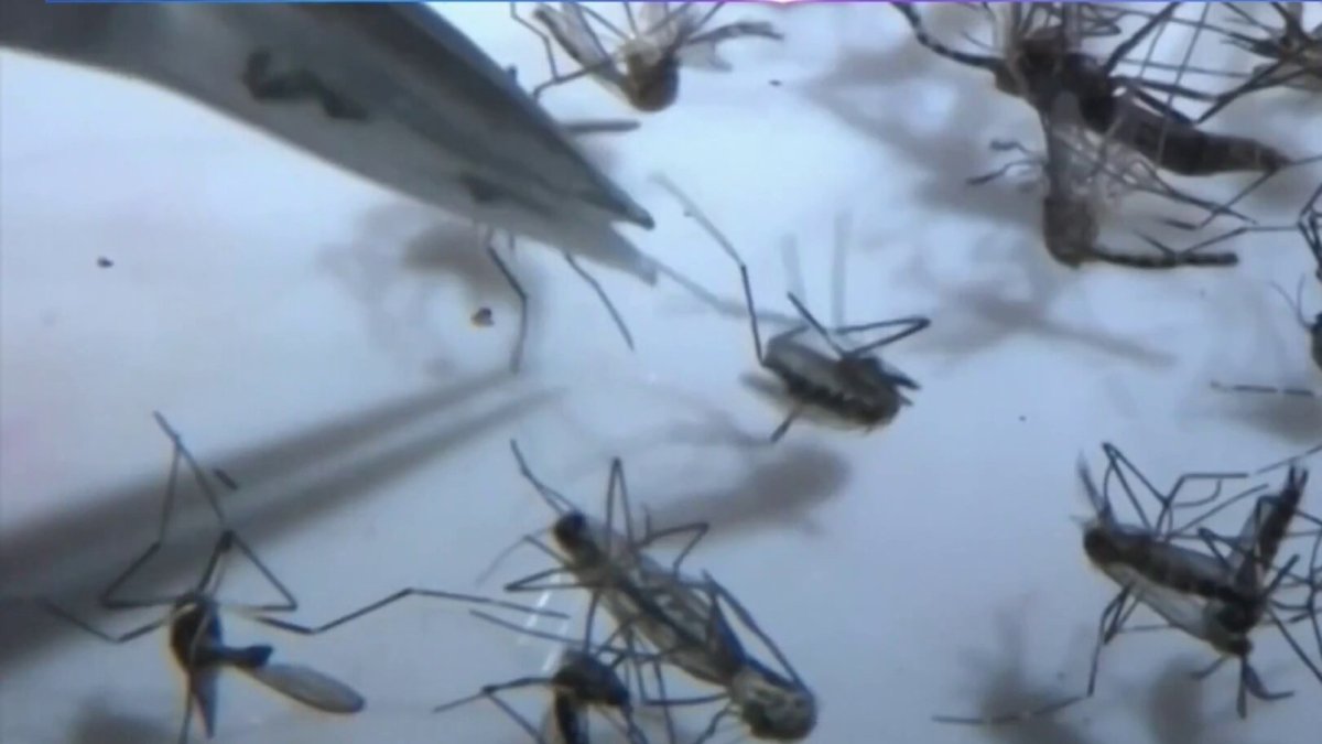 Advertencia sobre el virus del nilo – Telemundo Nueva Inglaterra