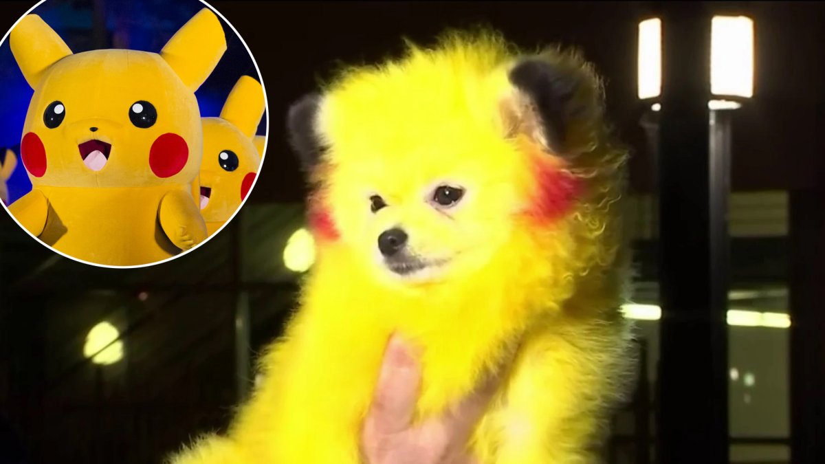 Miami: tiñen a un perro como Pikachu y se desata la polémica ...