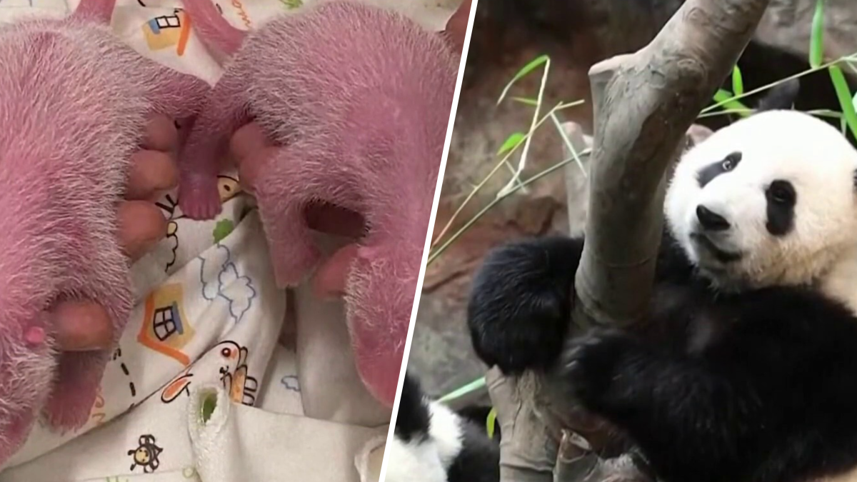 Mamá panda tiene a gemelos – Telemundo Nueva Inglaterra