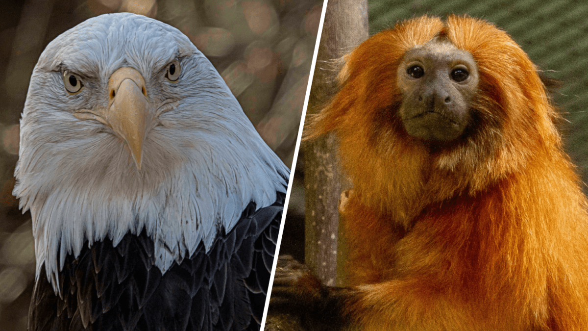 Connecticut’s Beardsley Zoo offers activities for the upcoming summer ...