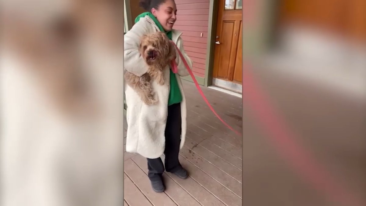 Mujer se reencuentra con su perro desaparecido tras ser pateado por un ...