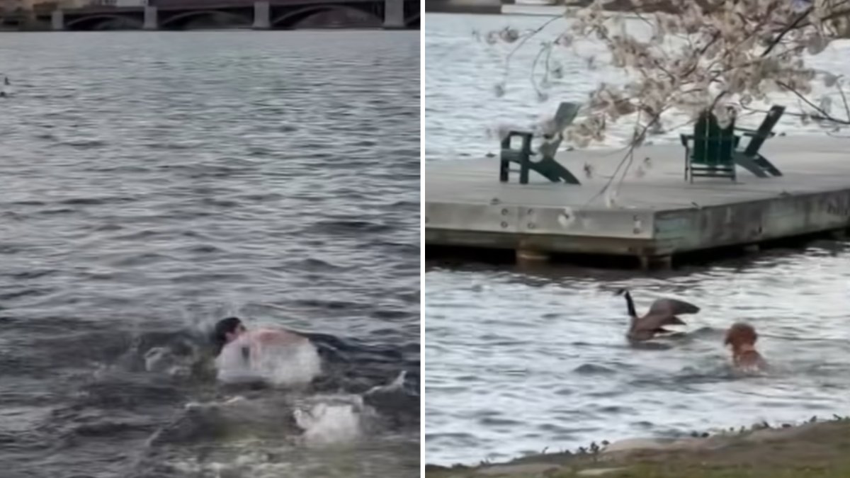 Hombre salta al agua helada del Charles River para salvar a su perro ...